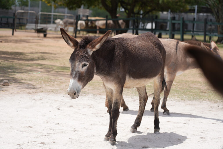 A lifeline for Rest ur Ass Donkey Sanctuary - Hot Cares