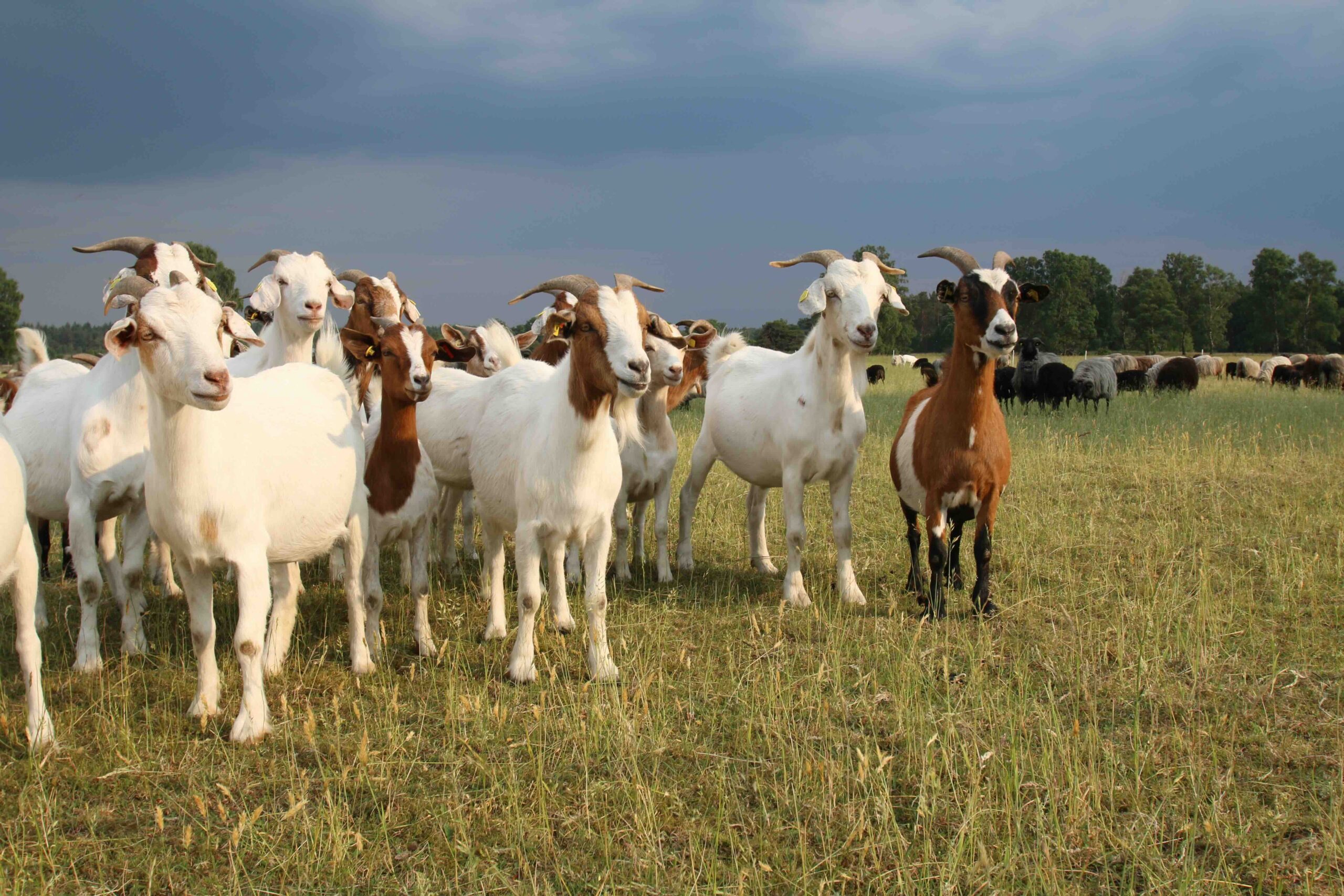 Stepping in to support 25 rescued goats in urgent need - Hot Cares